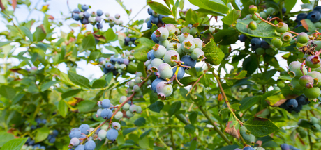 Blueberry Supplemental Lighting Solutions: Professional Light Nutrition ...