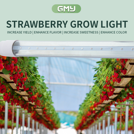 Strawberry Grow Light - Buy Product on GMY Lighting Technology Co., Ltd.